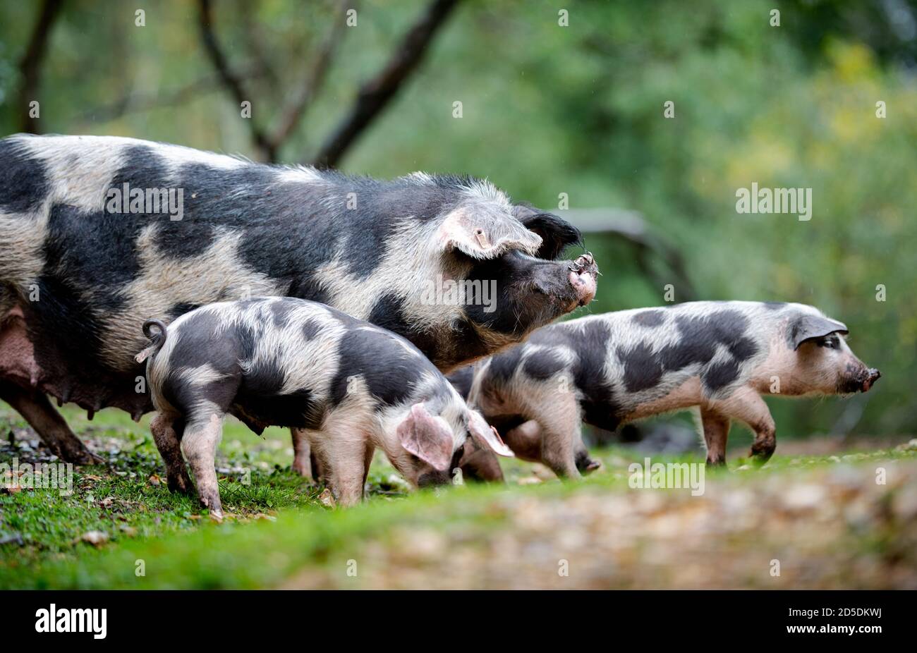 Piglets and pigs feed on The New Forest forest floor searching for ...