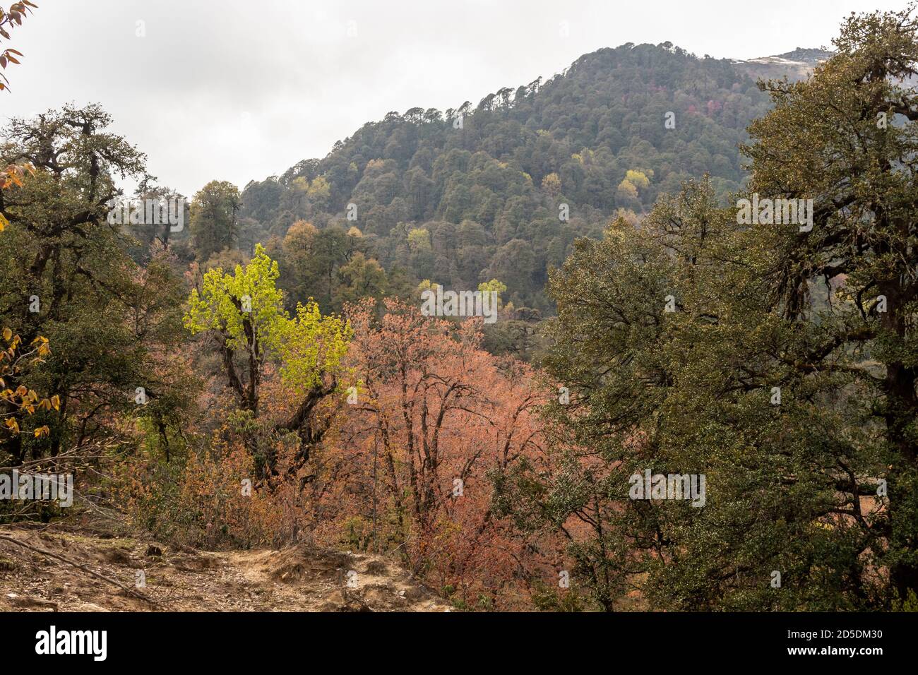 Ratapani forest reserve hi-res stock photography and images - Alamy