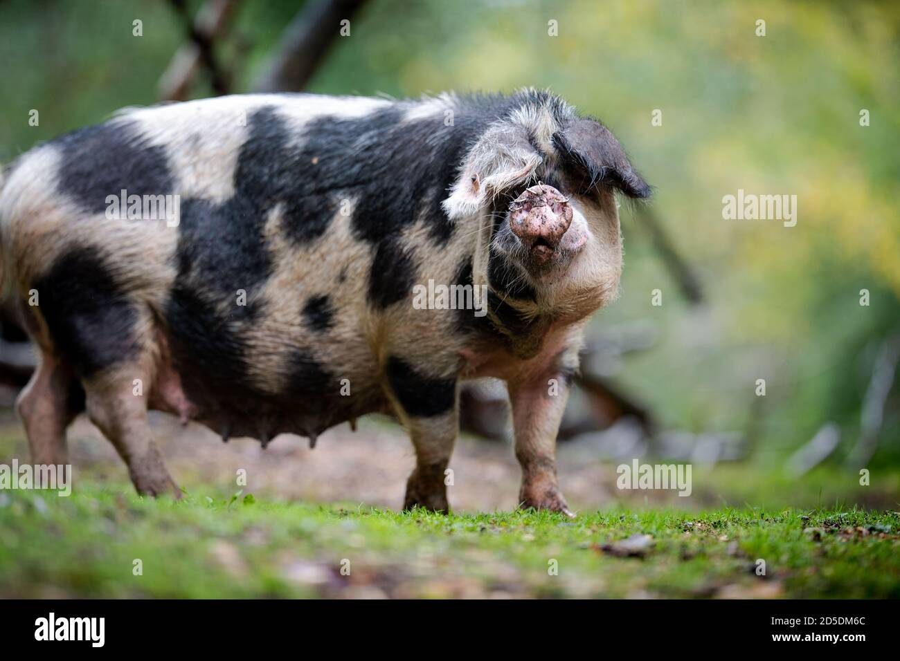 Piglets and pigs feed on The New Forest forest floor searching for ...