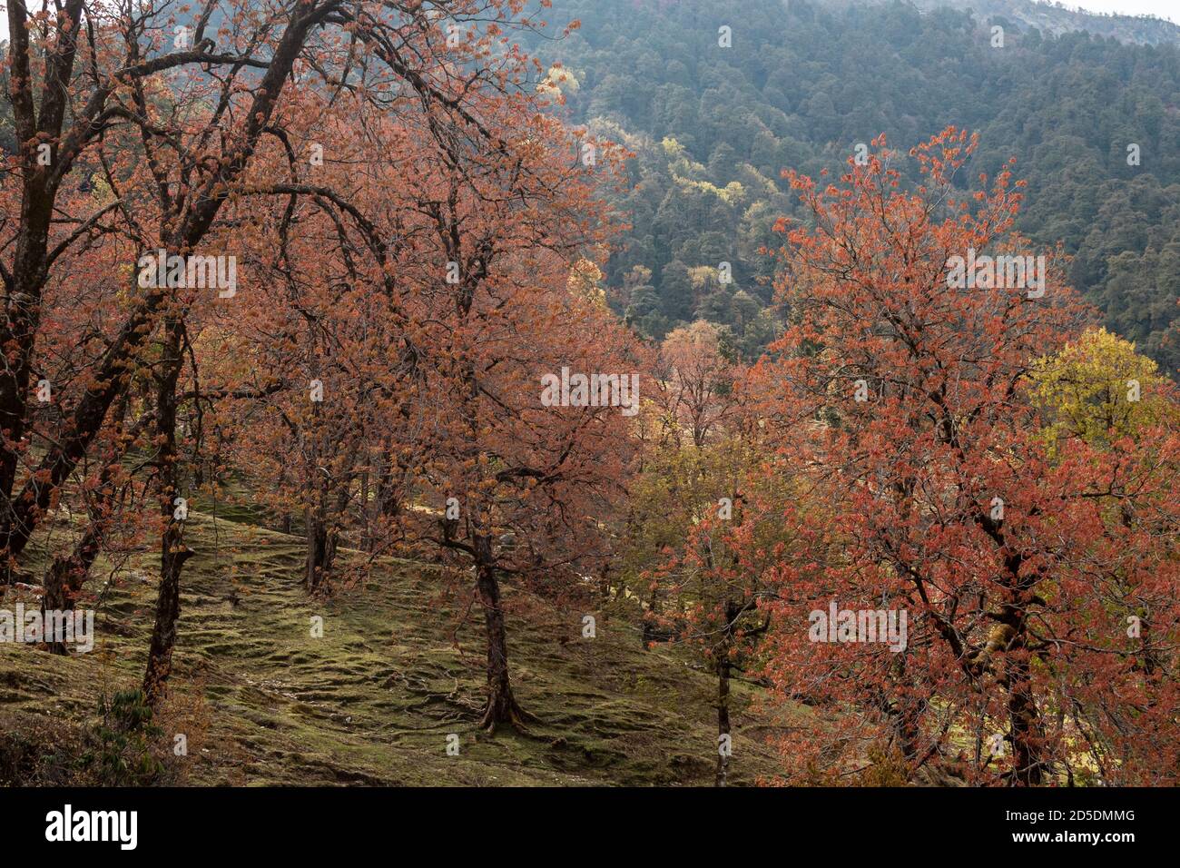 Ratapani forest reserve hi-res stock photography and images - Alamy