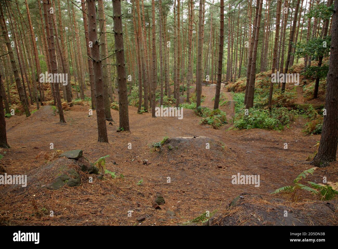 Mountain bike area on Kinver edge, Staffordshire, England, UK Stock ...