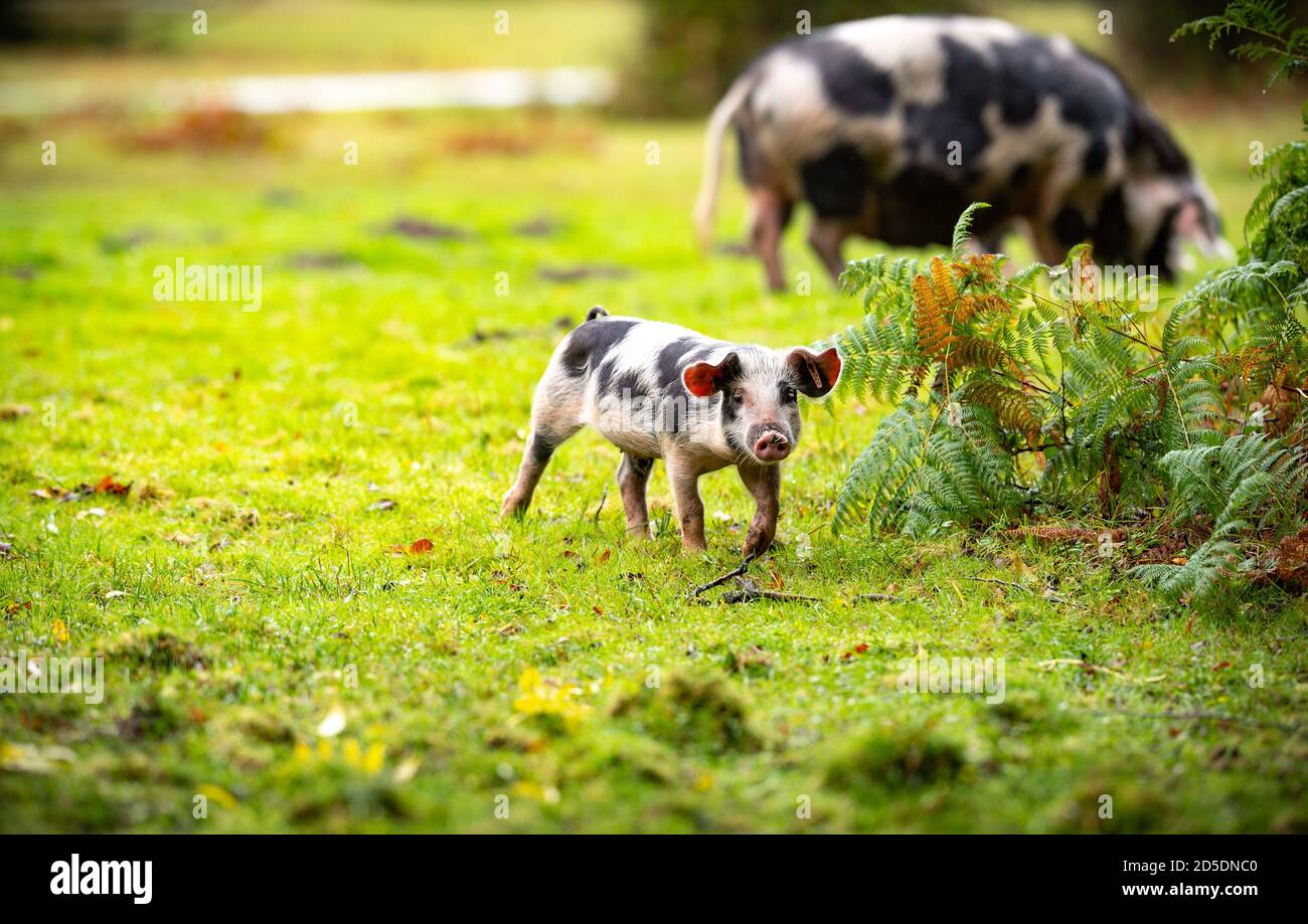 Pig farming floor hi-res stock photography and images - Alamy