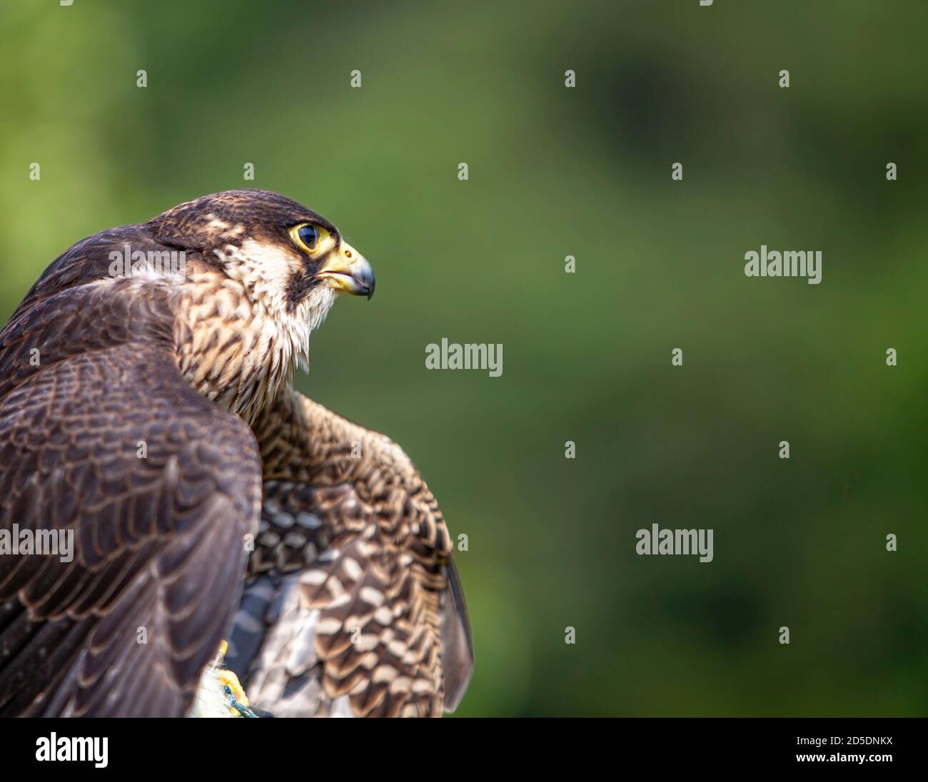 Predator falcon hi-res stock photography and images - Alamy