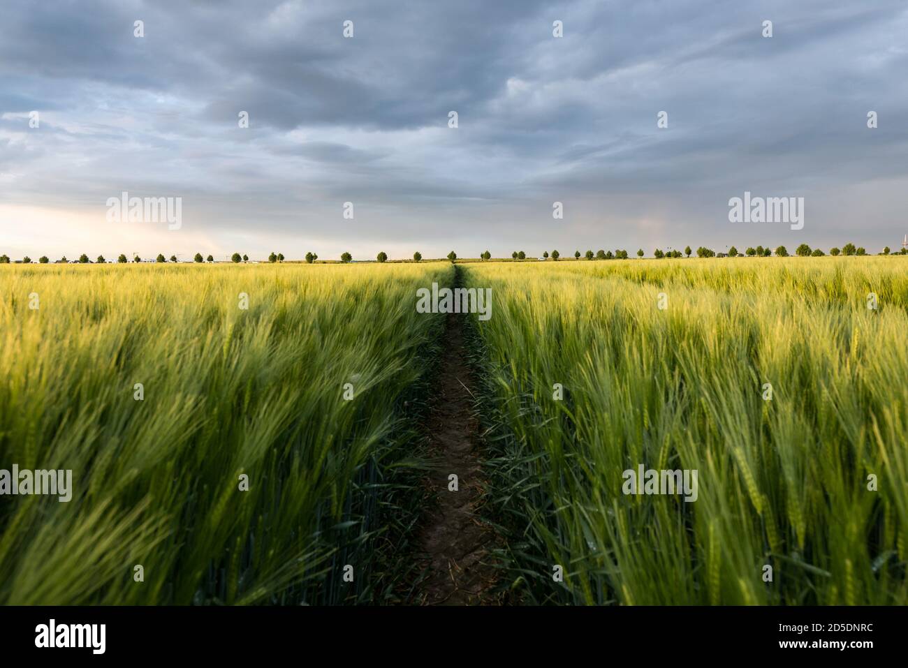 Yellow barley field hi-res stock photography and images - Alamy