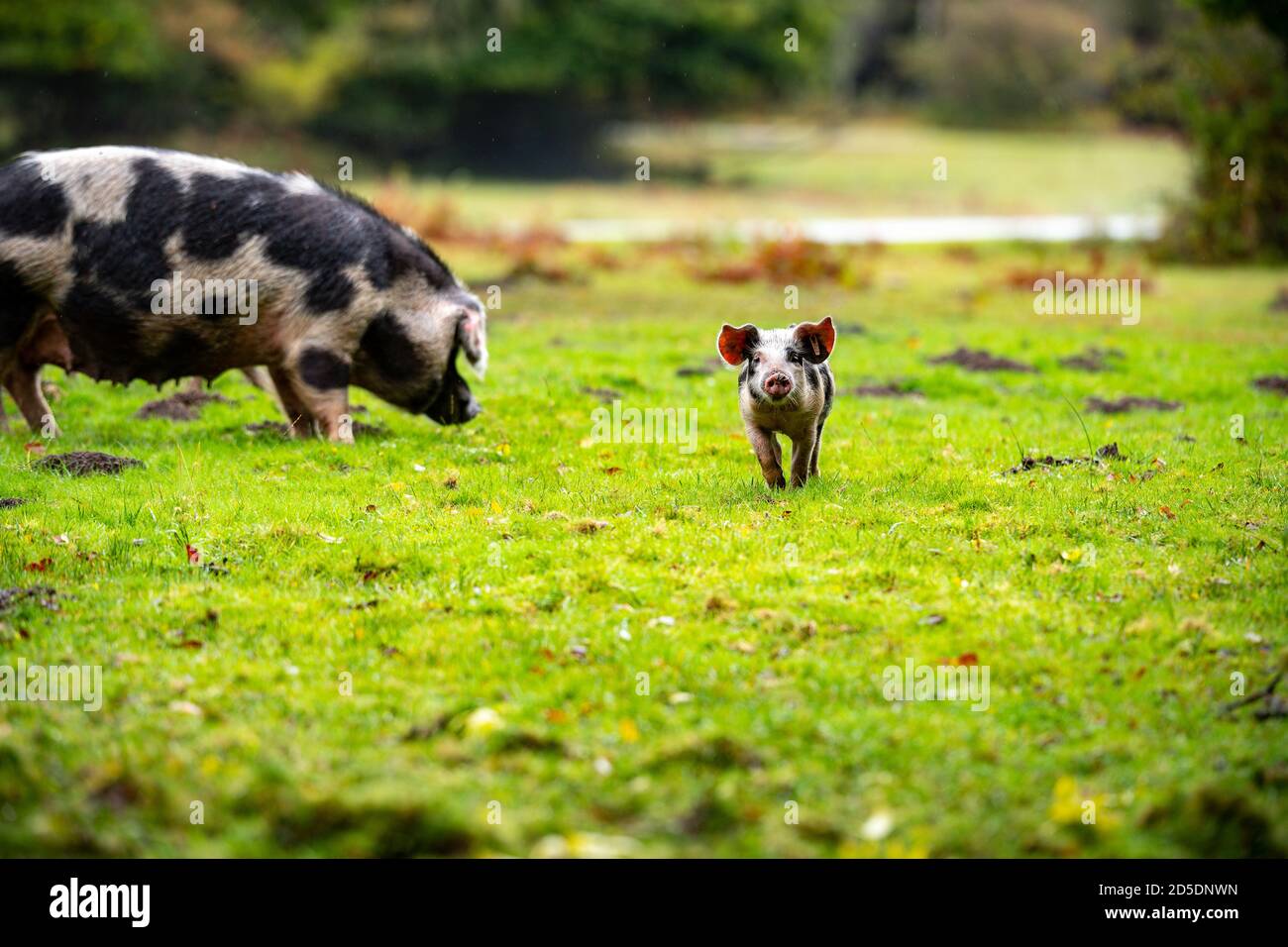 Piglets and pigs feed on The New Forest forest floor searching for ...