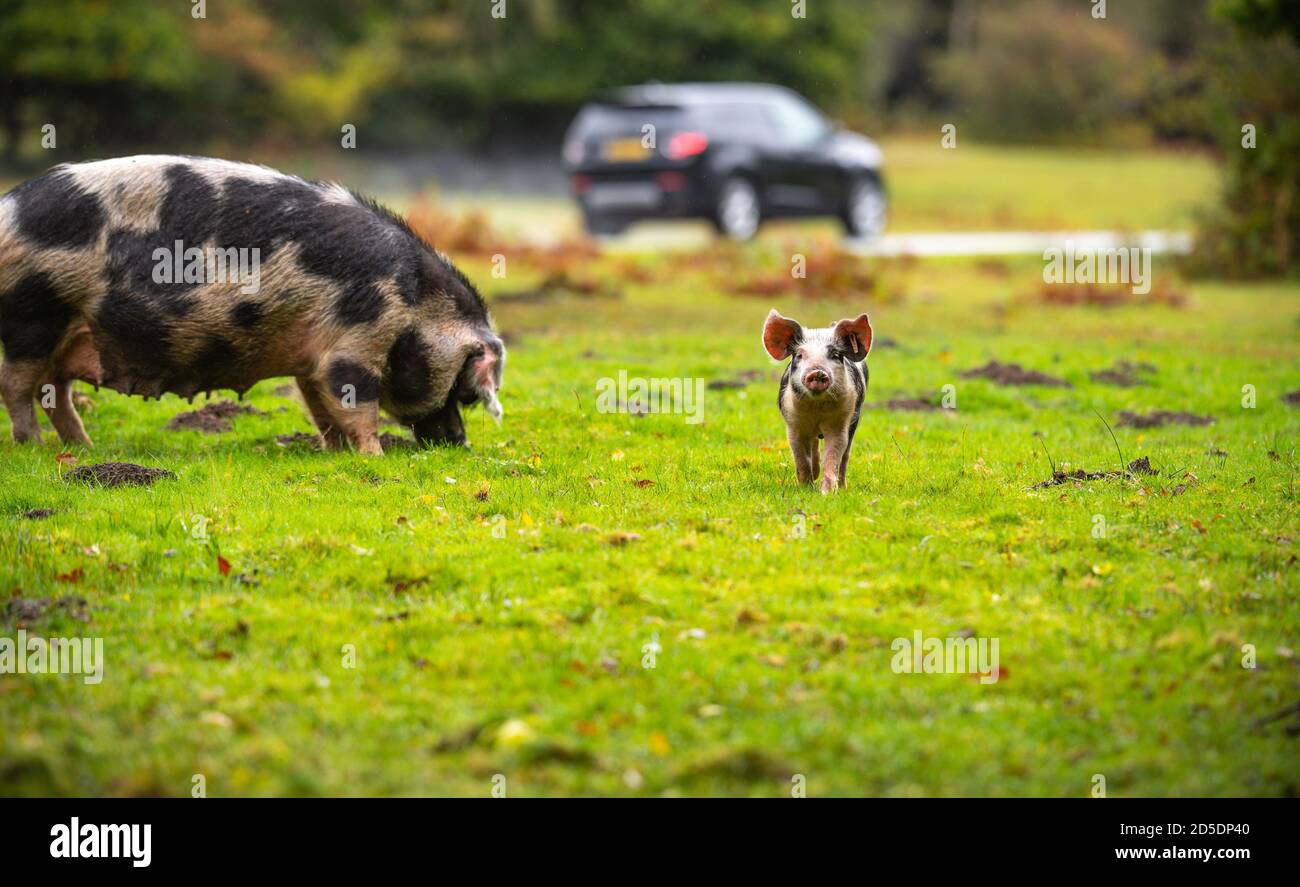 Piglets and pigs feed on The New Forest forest floor searching for ...