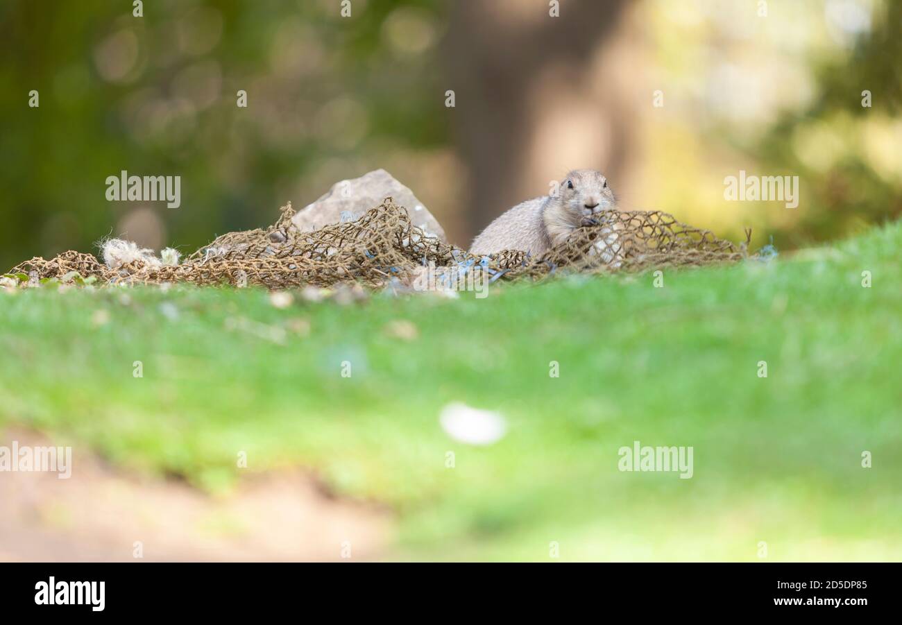 Two prairie dogs grass hi-res stock photography and images - Alamy