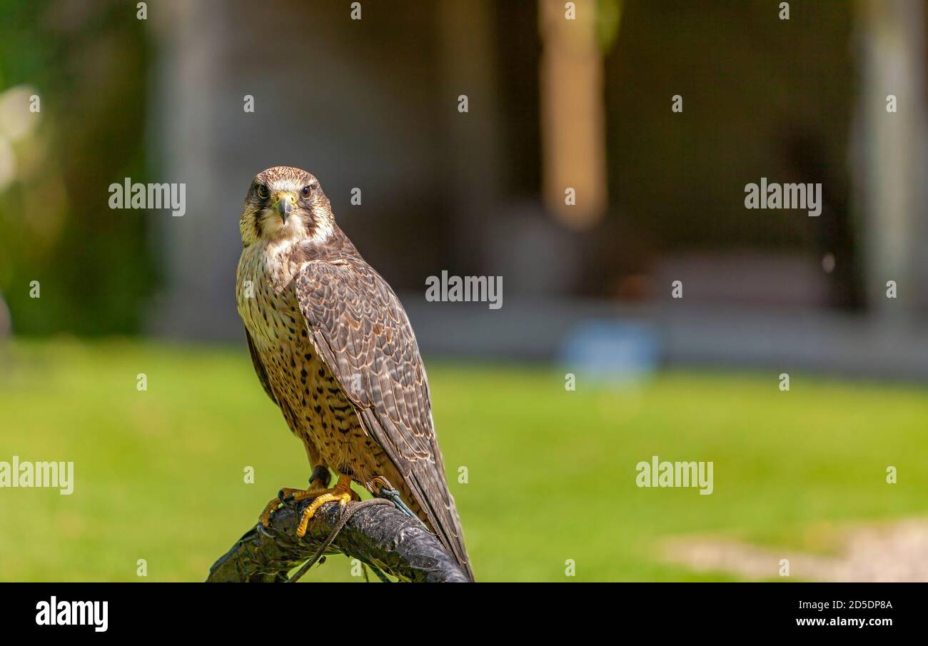 Falcon sitting on a post and looks into your eyes Stock Photo - Alamy