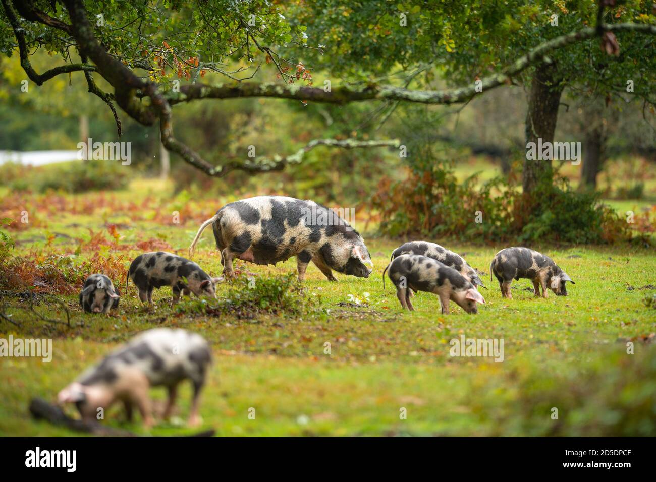 Piglets and pigs feed on The New Forest forest floor searching for ...