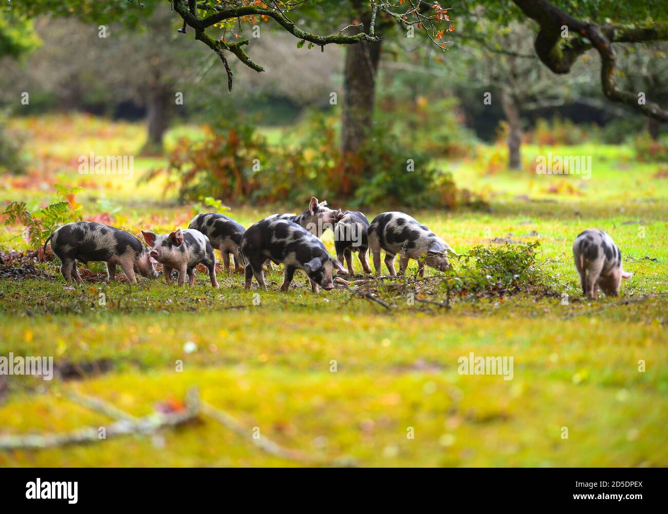 Piglets and pigs feed on The New Forest forest floor searching for ...