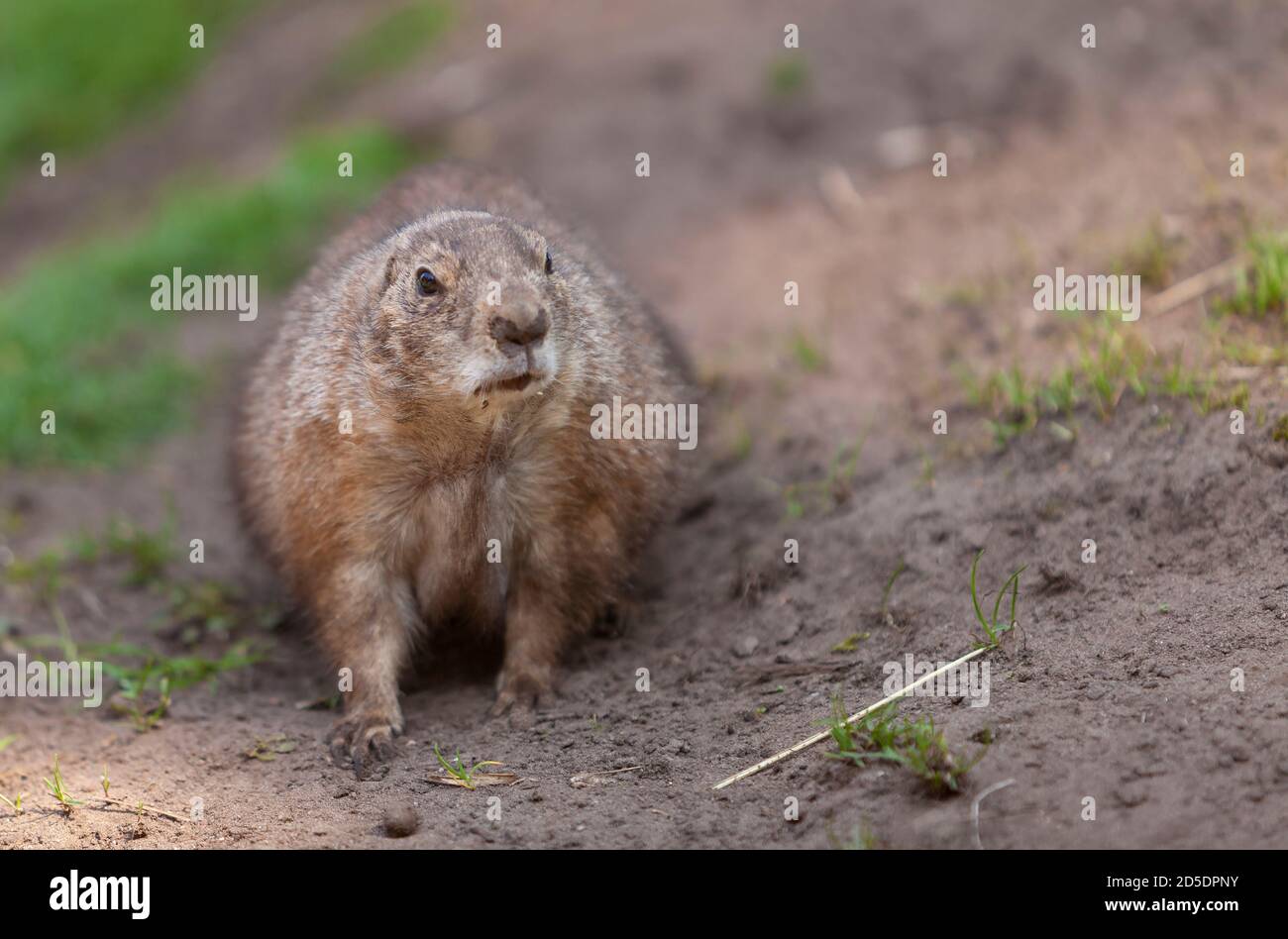 Prairie Dogs standing on the sand ground Stock Photo - Alamy