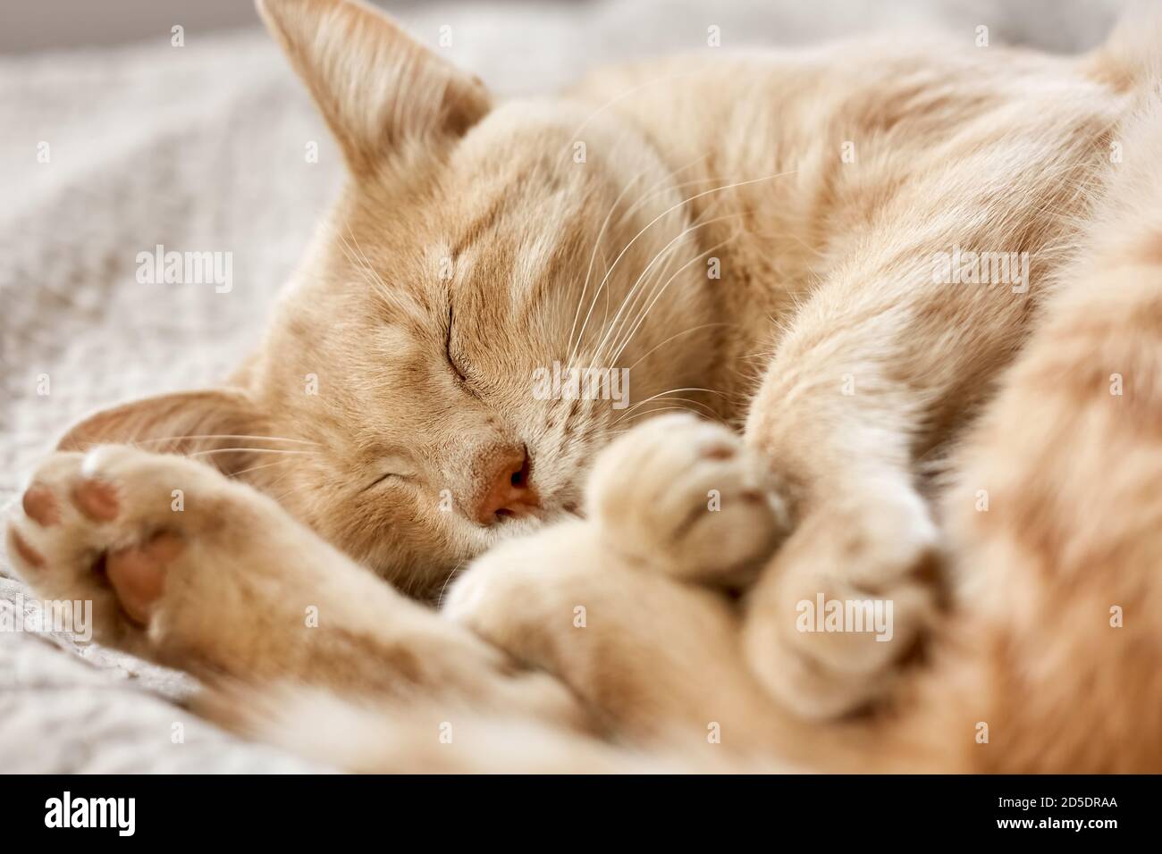 Closeup portrait of cute ginger fur young cat on white background ...