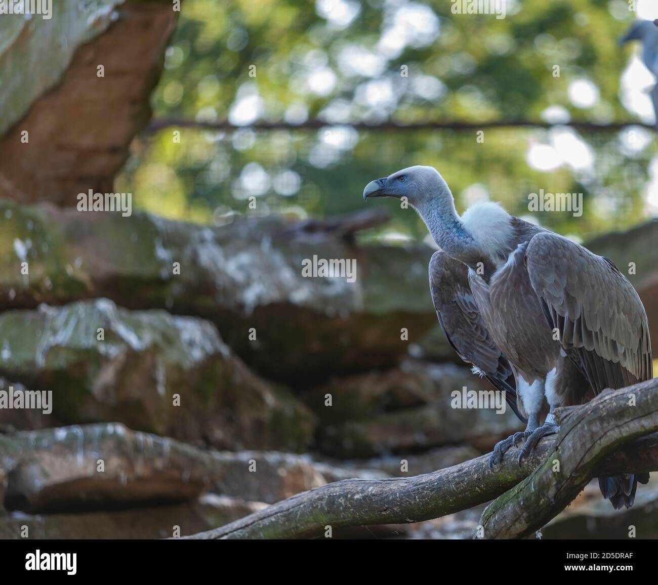 Vulture with grey feathers sitting on a wooden branch Stock Photo - Alamy