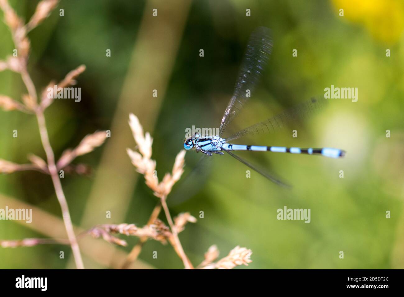 Damselfly flying hi-res stock photography and images - Alamy