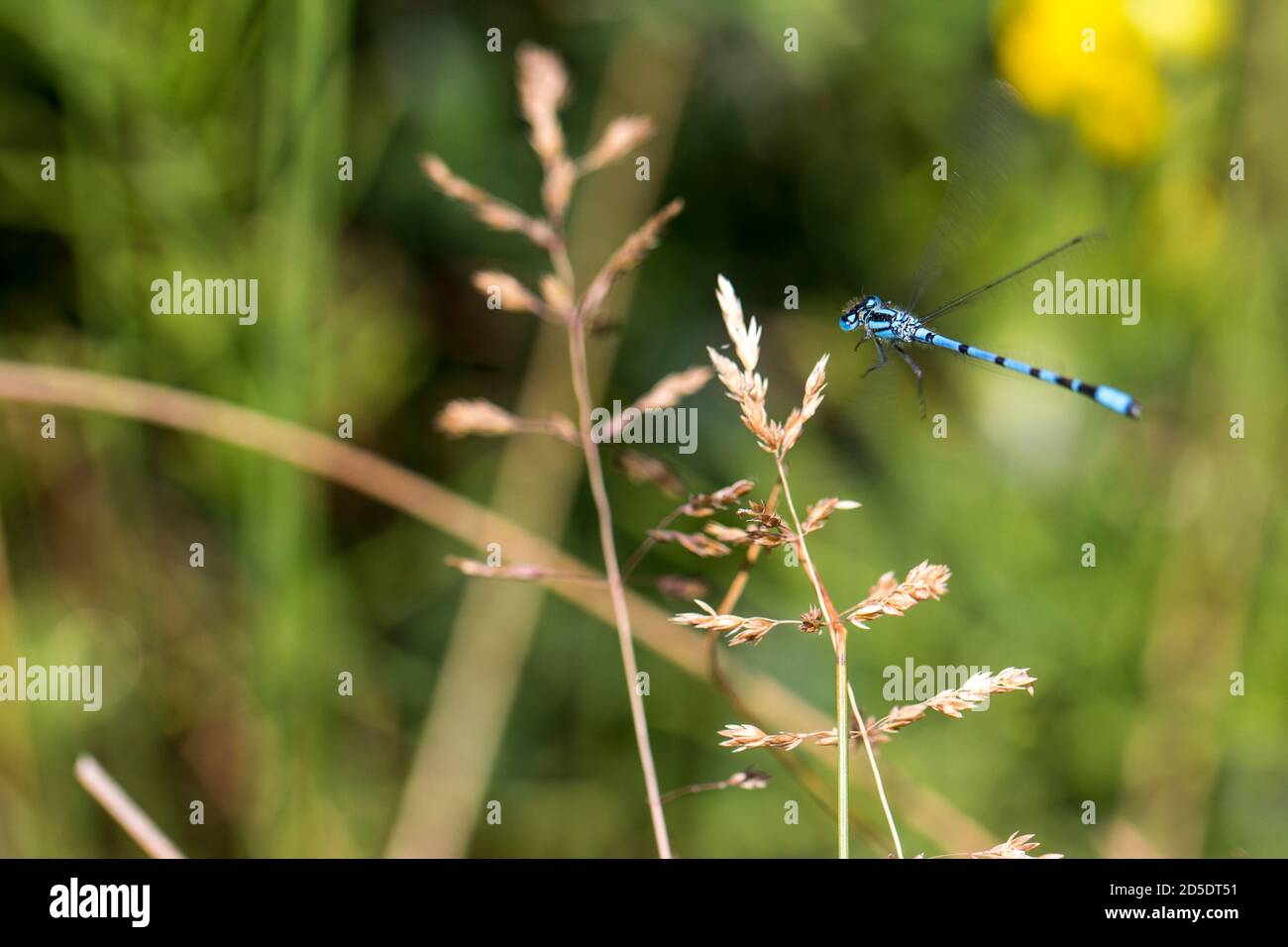 Male Common Blue Damselfly flying & hovering amongst garden grass by ...