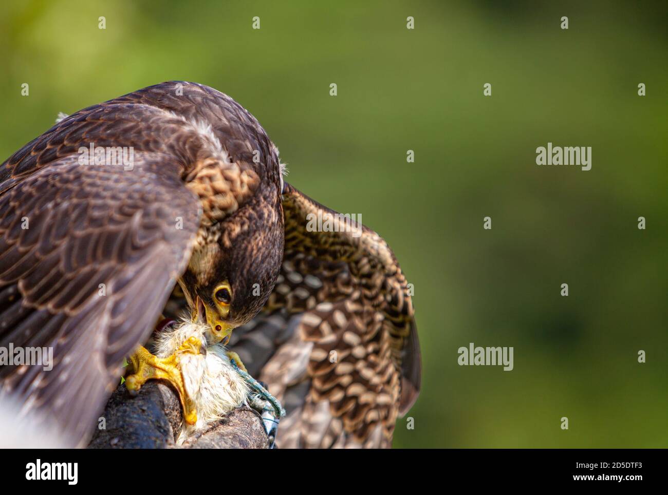 Predator falcon hi-res stock photography and images - Alamy