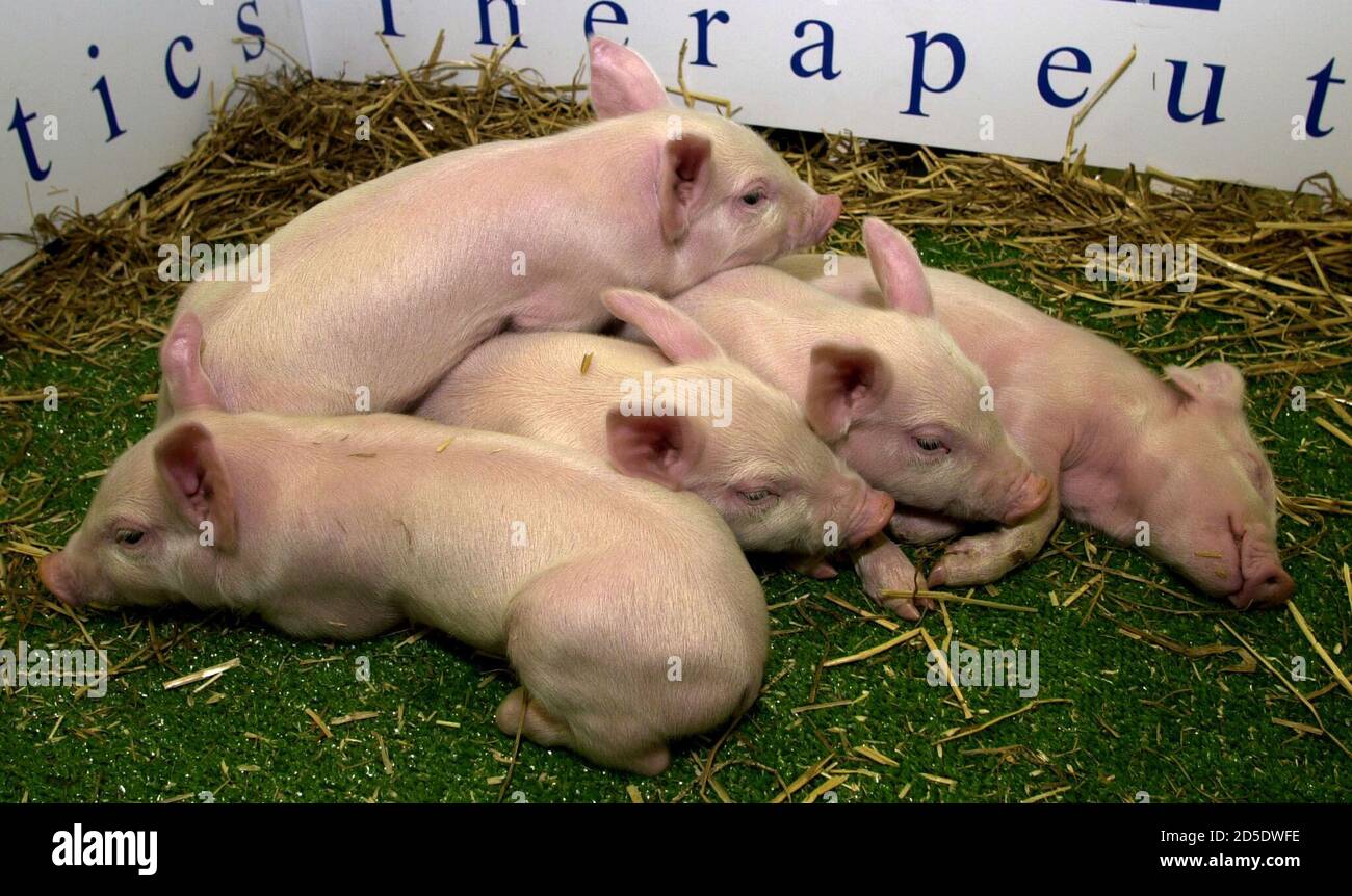 Cloning clone dolly hi-res stock photography and images - Alamy