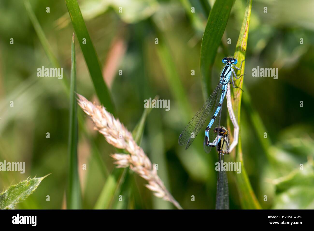 Damselfly insect grass stalk hi-res stock photography and images - Alamy