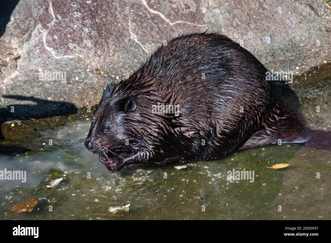 European beaver tail hi-res stock photography and images - Alamy