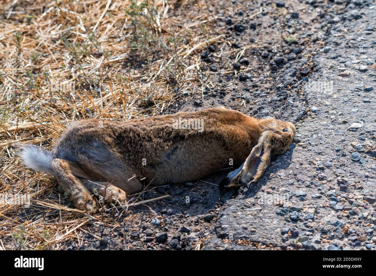 Close up of the corpse of a hare hit by a car Stock Photo - Alamy