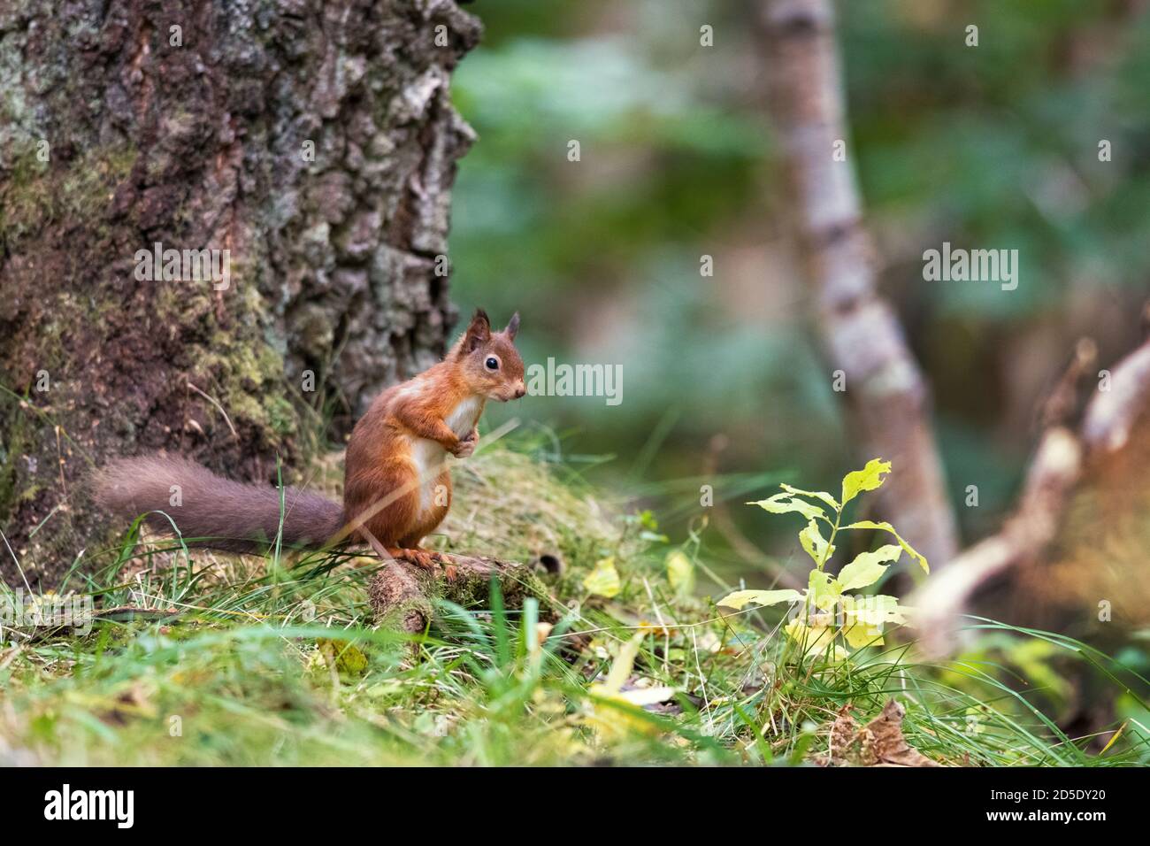 Red Squirrel (Sciurus vulgaris) Standing Clutching Chest on Forest ...