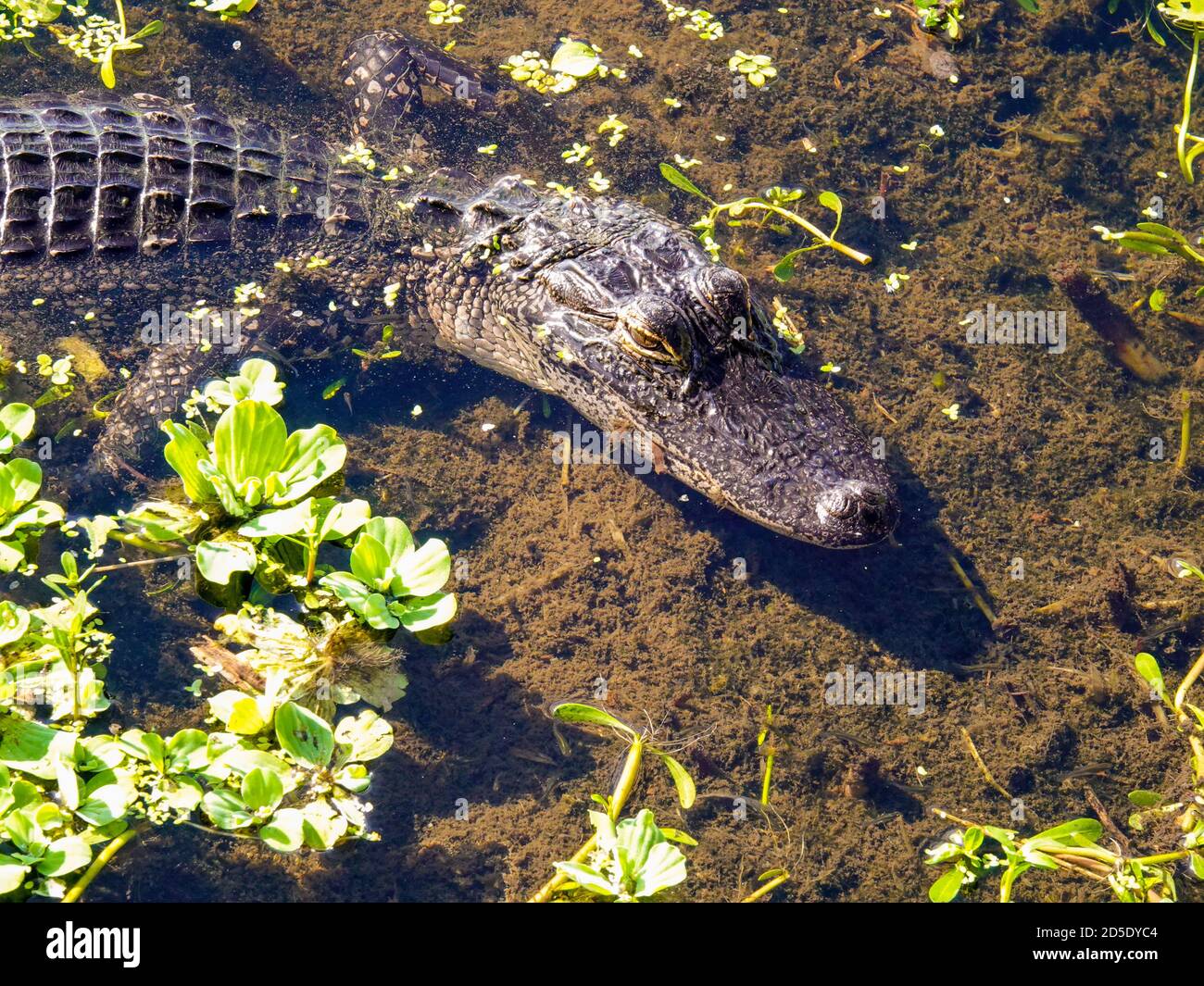 Young alligator, Alligator mississippiensis, in shallow, swampy water ...