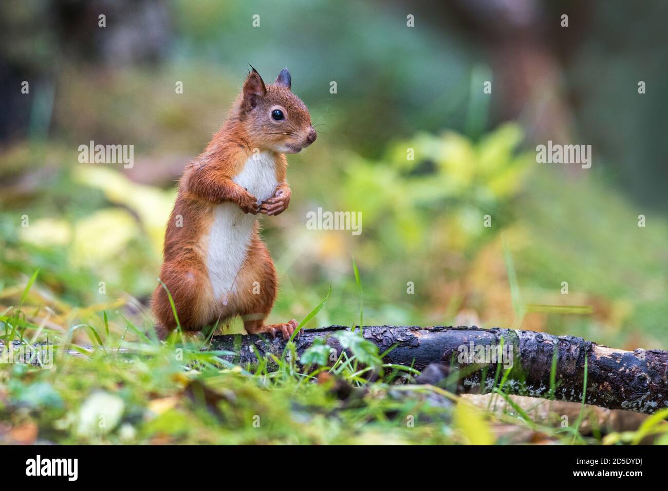Red Squirrel (Sciurus vulgaris) Standing Clutching Chest on Forest ...