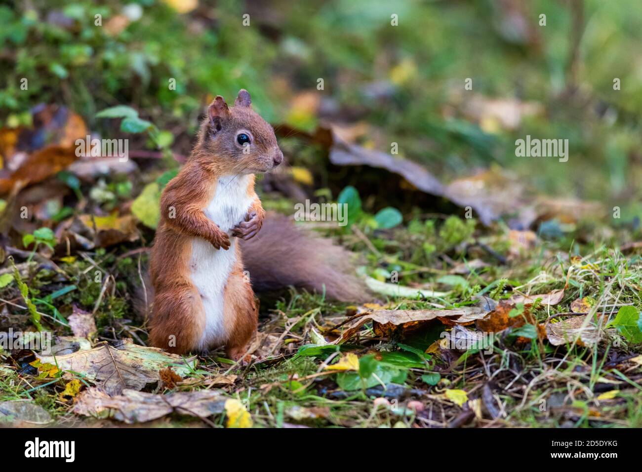 Red Squirrel (Sciurus vulgaris) Standing Clutching Chest on Forest ...