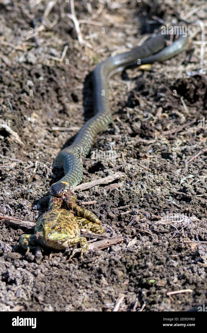 Hunting grass snake has caught a frog Stock Photo - Alamy