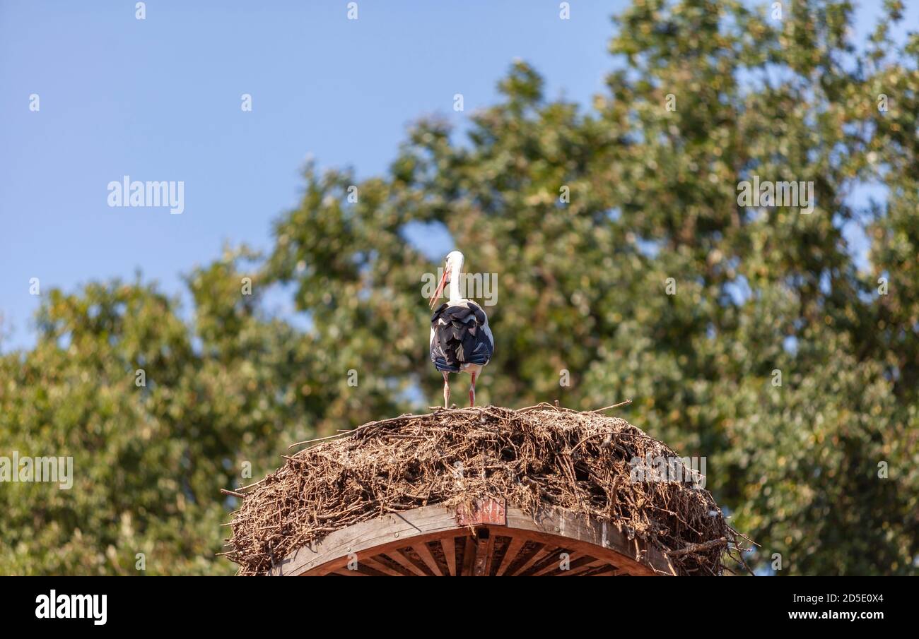 Stork sitting in his nest and is looking forward Stock Photo - Alamy