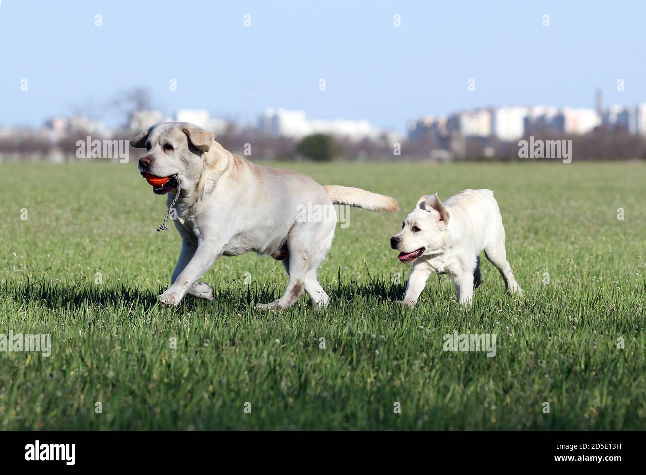 two sweet yellow labradors playing in the park Stock Photo - Alamy