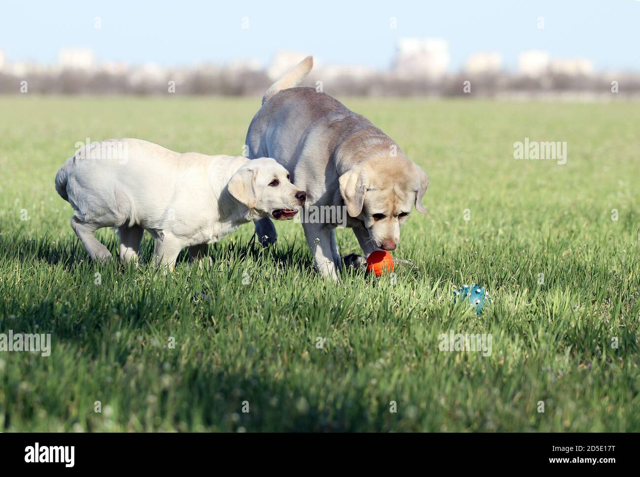two yellow labradors playing in the park Stock Photo - Alamy