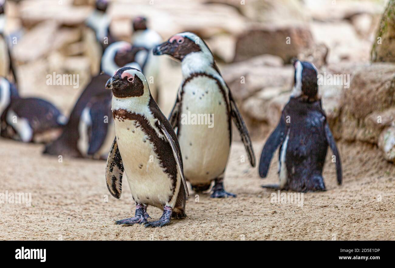 Penguin stands hi-res stock photography and images - Alamy
