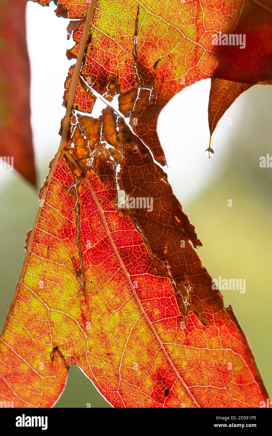 Autumn leaf veins with a single raindrop Stock Photo - Alamy