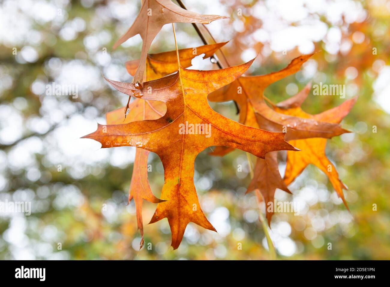 Autumn leaves with bokeh Stock Photo - Alamy