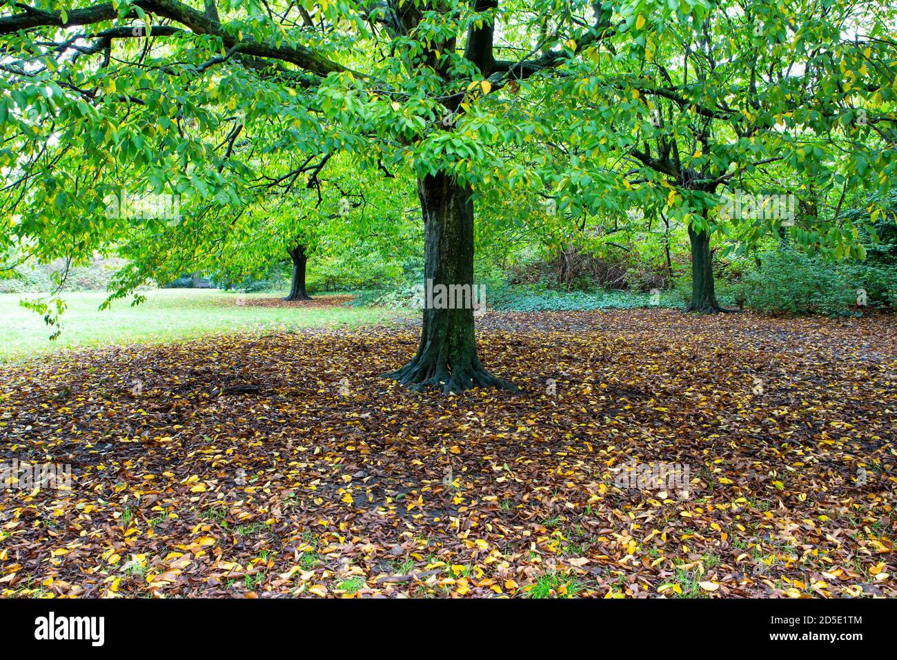 October tree hi-res stock photography and images - Alamy