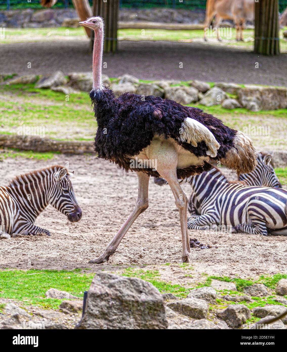 Zebra mating hi-res stock photography and images - Alamy