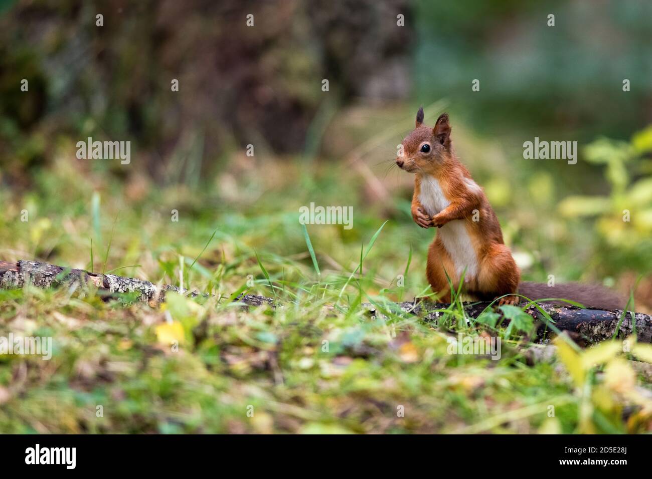 Red Squirrel (Sciurus vulgaris) Standing alert on forest floor Stock ...