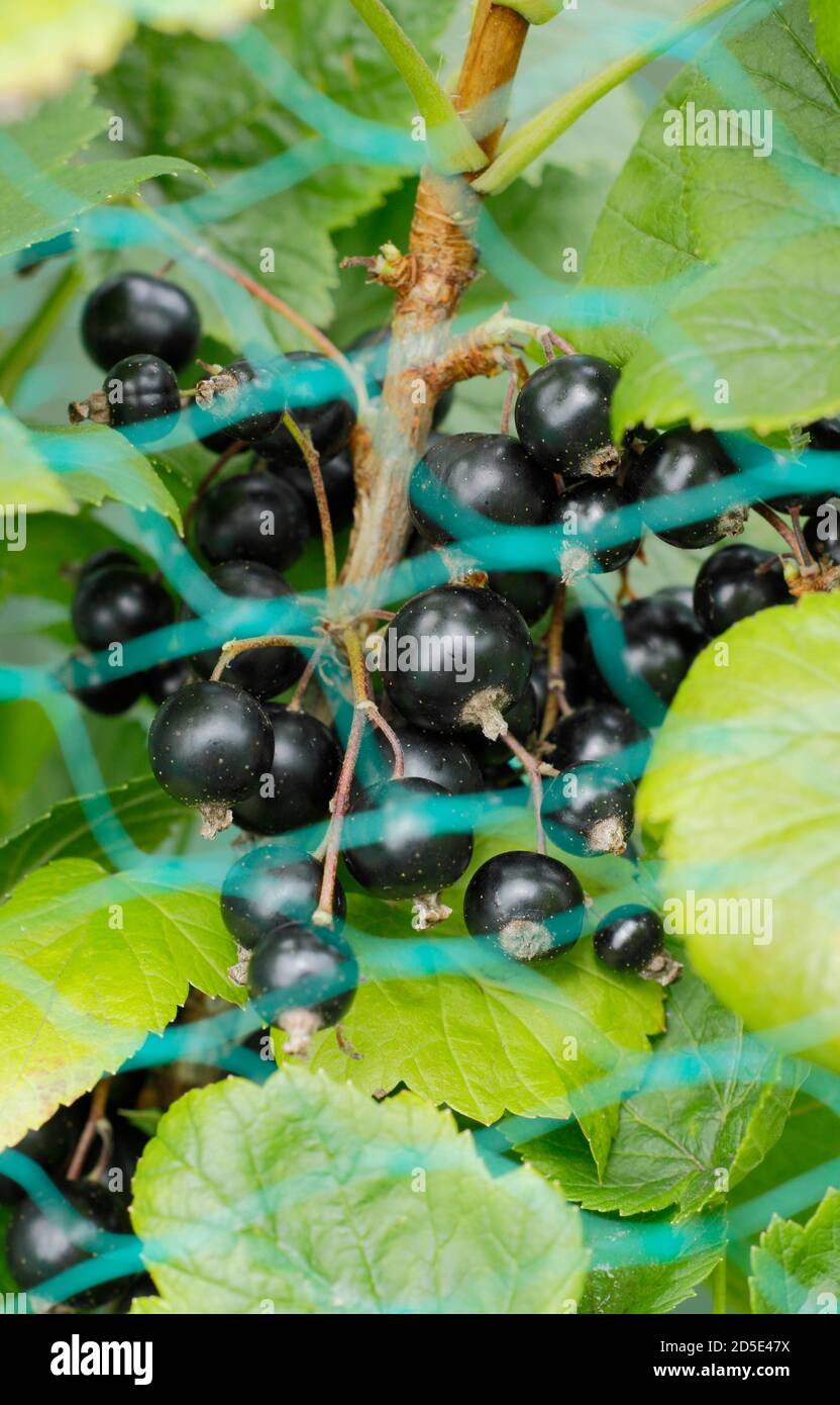 Ribes nigrum. Blackcurrants protected with netting. UK Stock Photo - Alamy