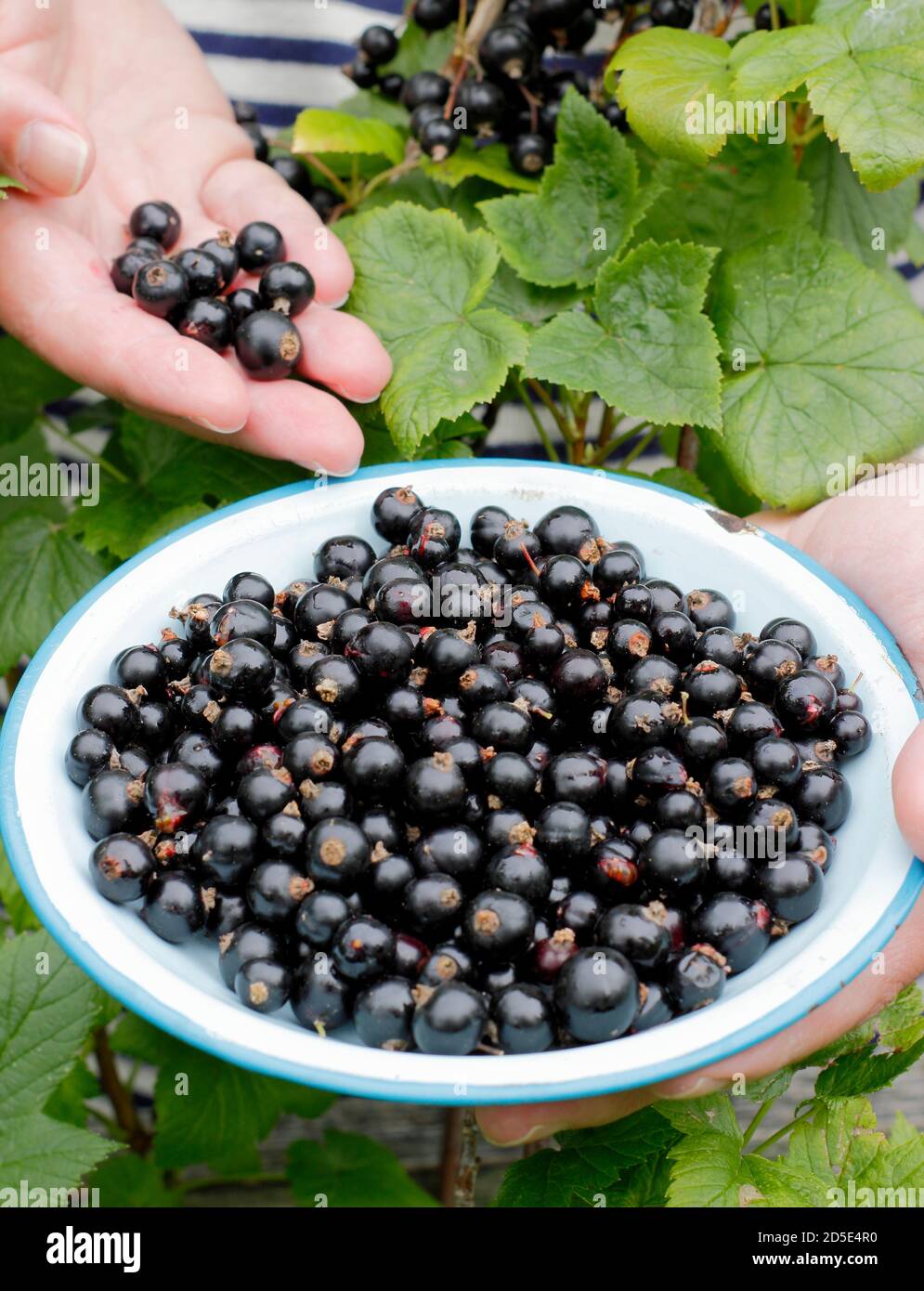 Blackcurrant fruits growing hi-res stock photography and images - Alamy