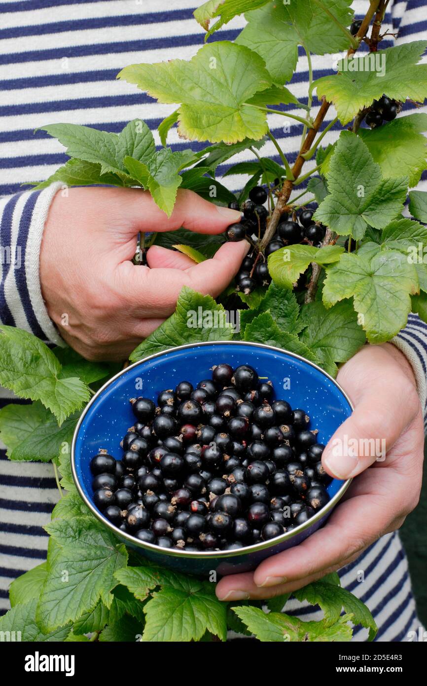 Collecting blackcurrants hi-res stock photography and images - Alamy