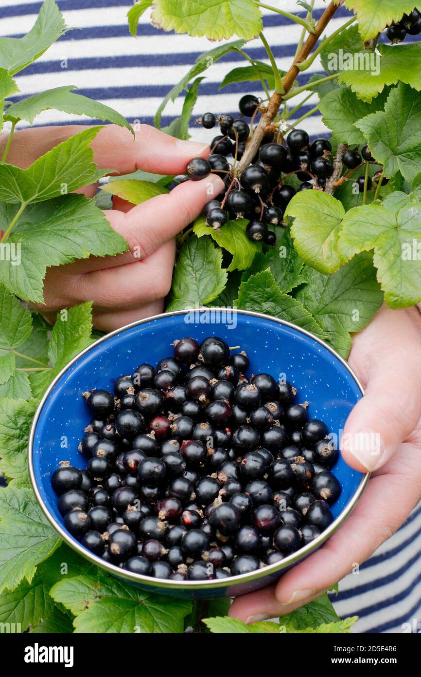 Blackcurrant fruits growing hi-res stock photography and images - Alamy