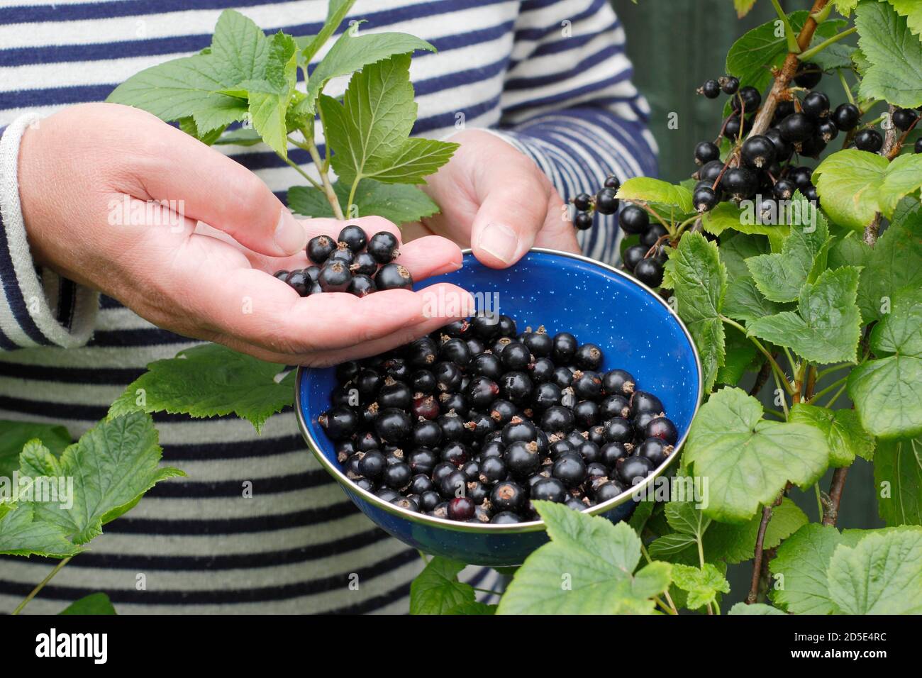 Pick your own blackcurrants hi-res stock photography and images - Alamy
