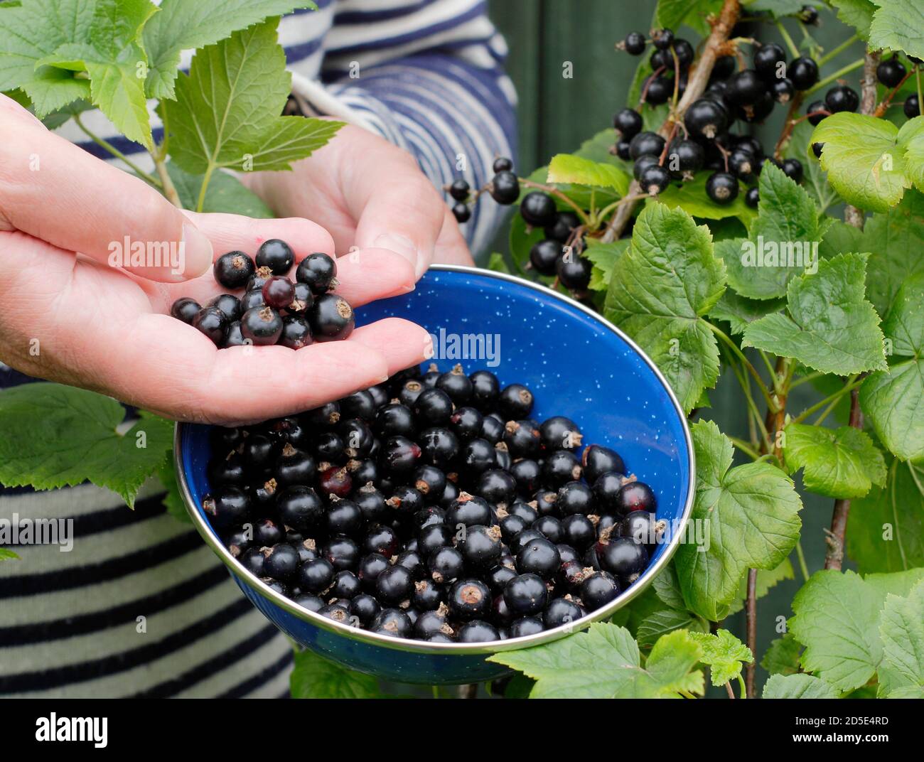 Collecting blackcurrants hi-res stock photography and images - Alamy