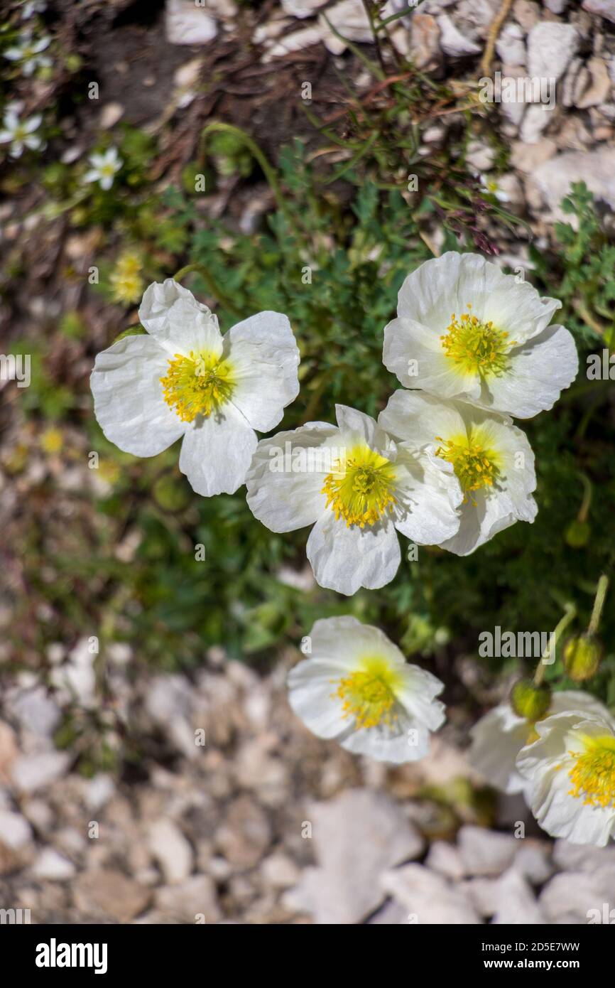 White Papaver alpinum flowers in the mountains Stock Photo - Alamy