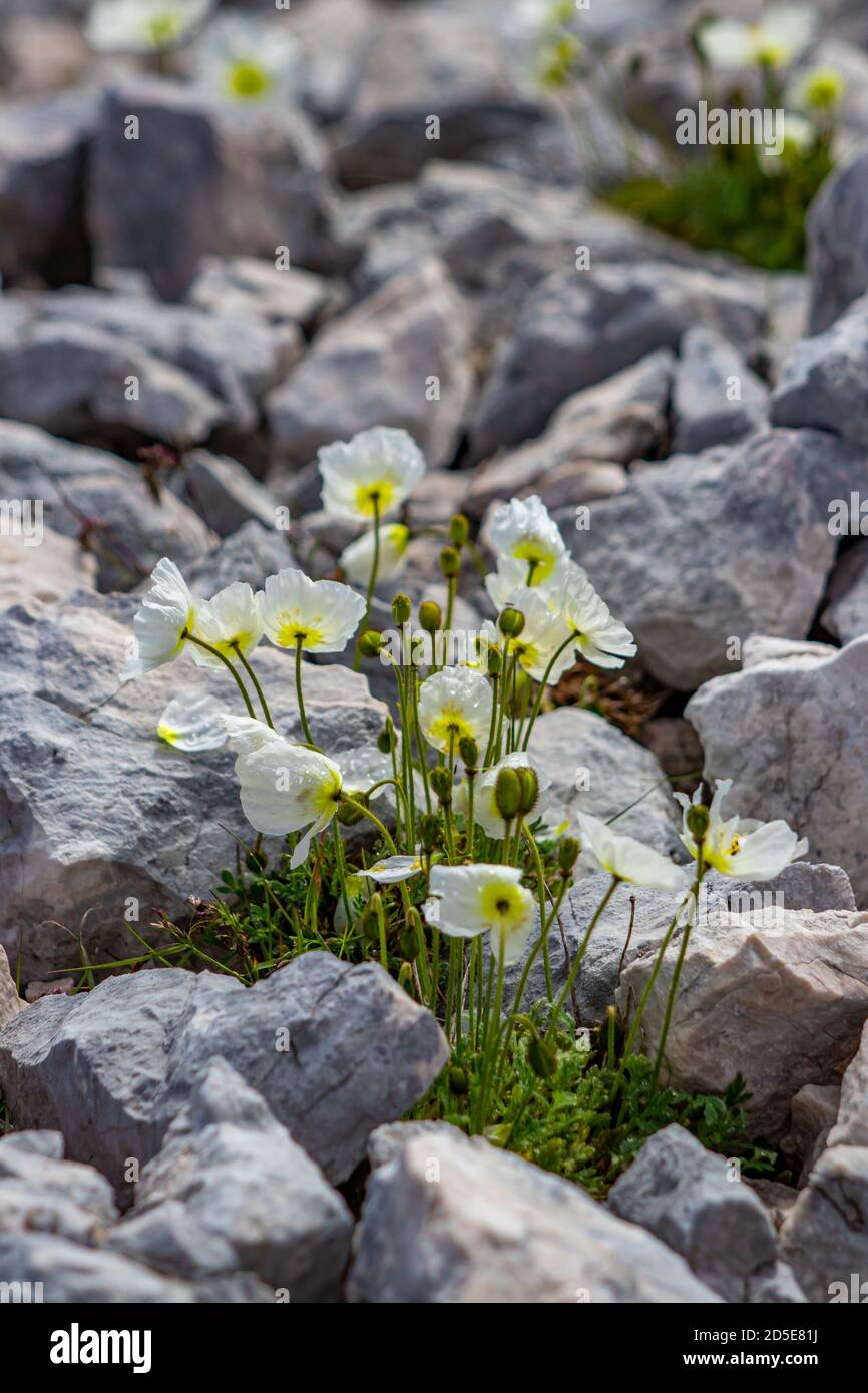 White Papaver alpinum flowers on stones Stock Photo - Alamy