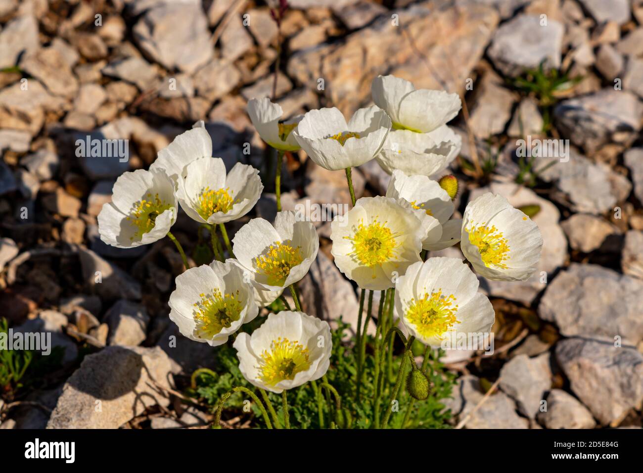 White Papaver alpinum flowers on rock Stock Photo - Alamy