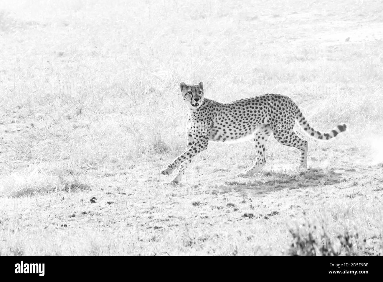 Cheetah (Acinonyx jubatus) running after prey in the Masai Mara of ...
