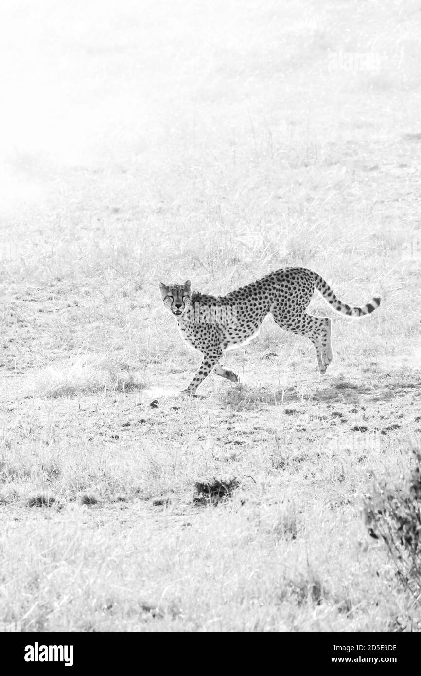 Cheetah running after prey hi-res stock photography and images - Alamy