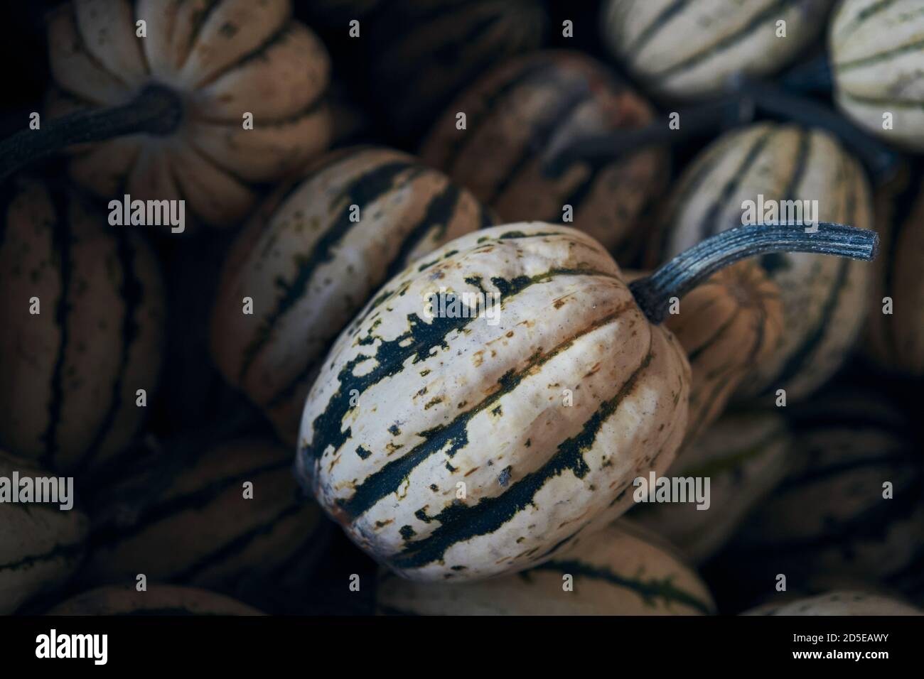 Winter squash species hi-res stock photography and images - Alamy